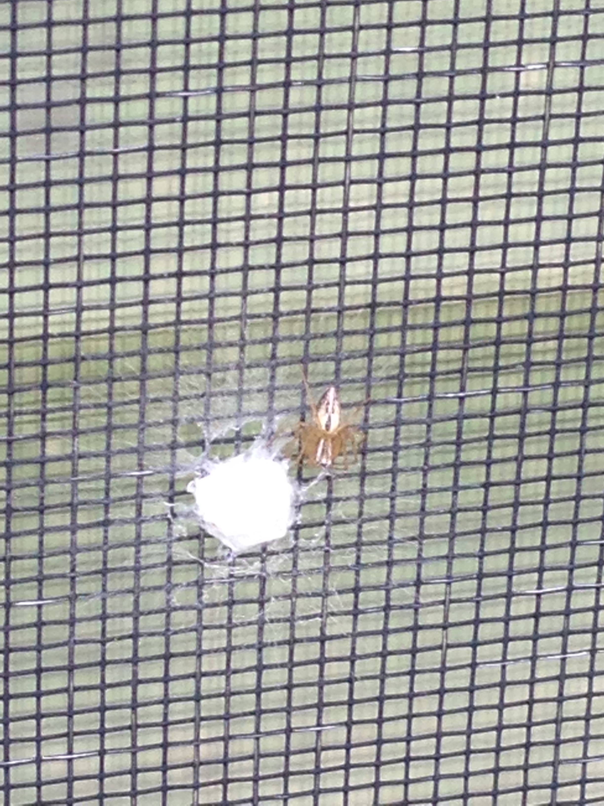 Charlotte’s Web: “A Farm, A Fair, & A Friendship” | kidsbook friends